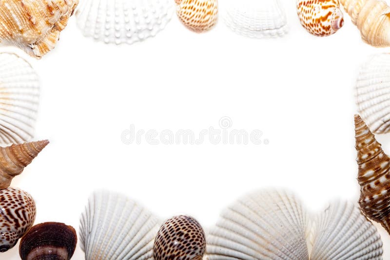 Seashell Border. Frame of Assorted Sea Shells. Nature Surround. Stock ...