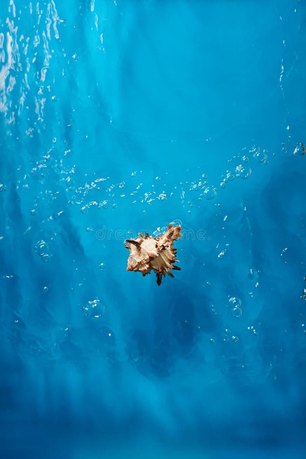 Seashell in Bright Blue Ocean Water with Waves and Bubbles Stock Image ...