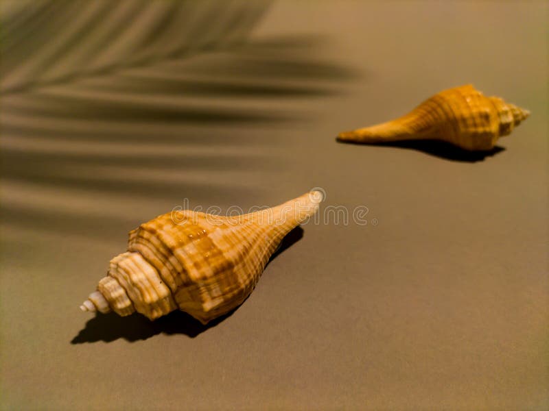Seashell on Brown Background Stock Image - Image of tropical, surface ...