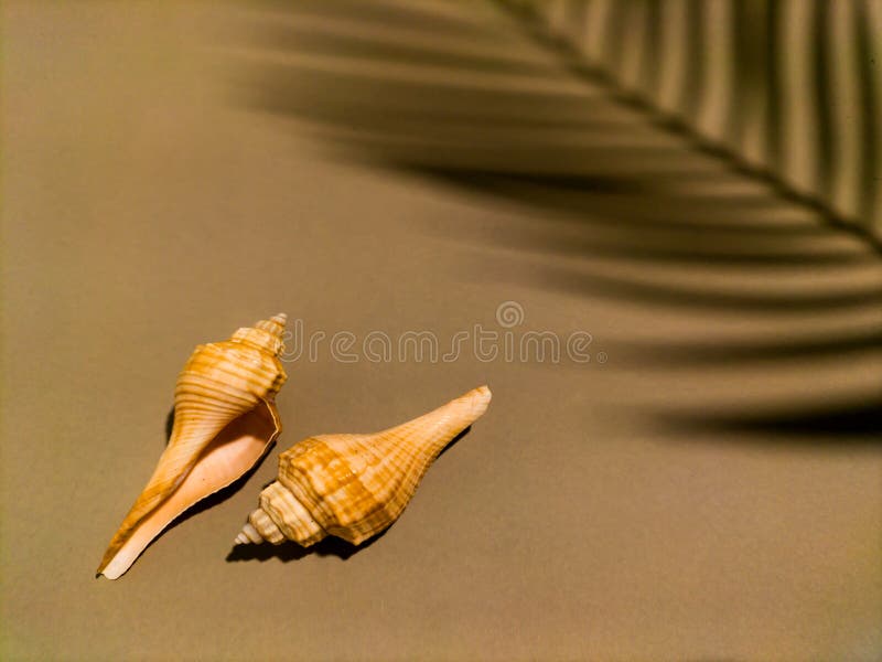 Seashell on Brown Background Stock Photo - Image of white, produce ...