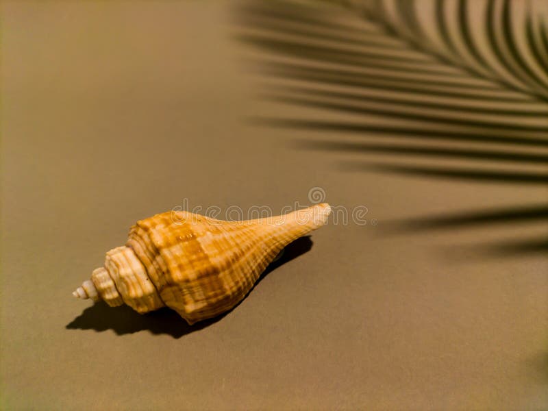Seashell on Brown Background Stock Image - Image of large, wing: 376443221