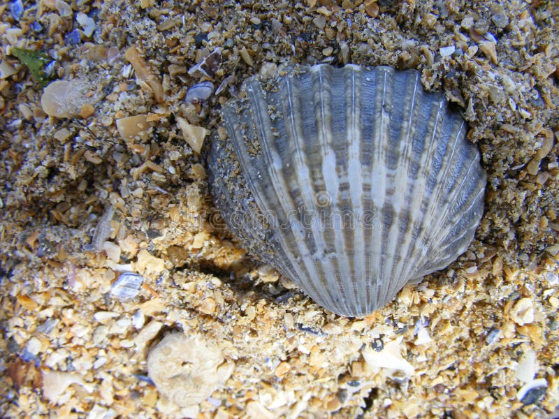 Seashell stock photo. Image of sand, water, seashell - 47295024
