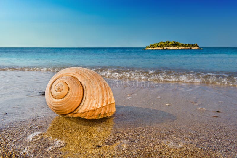 Seashell in the Mediterranean Israel Stock Image - Image of ...