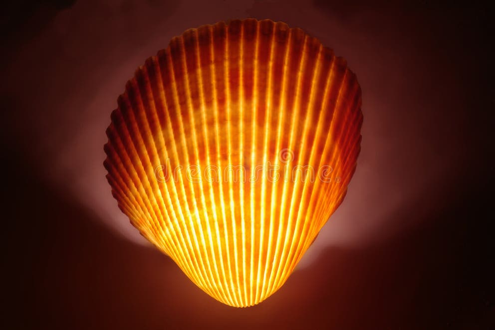 Seashell Cardita sp stock photo. Image of seashell, shellfish - 564920