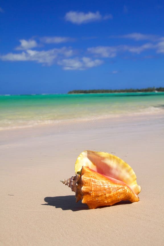 Seashell on Caribbean Beach Stock Photo - Image of aquatic, animal ...