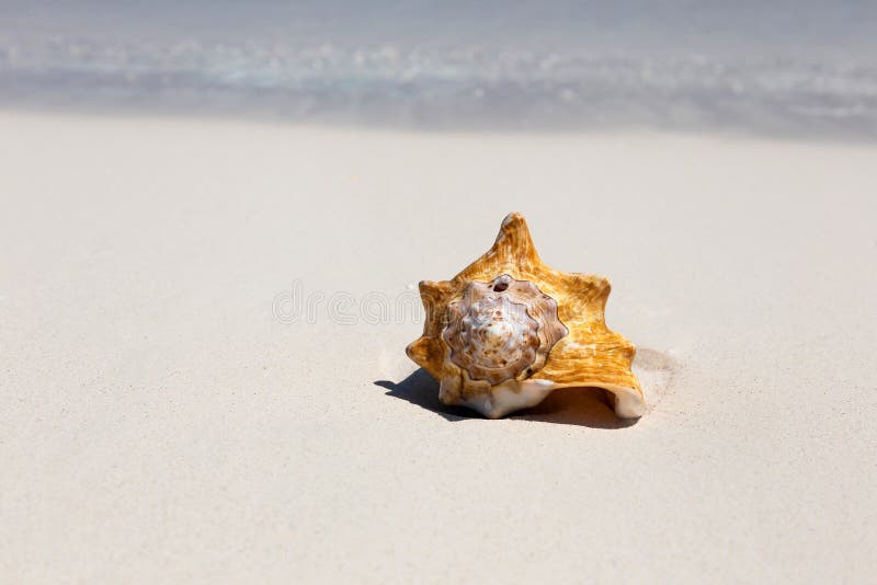 Seashell on Caribbean Beach, Travel Concept Stock Photo - Image of ...