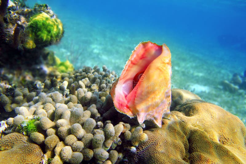 Seashell in Caribbean Reef Colorful Sea Stock Photo - Image of animal ...