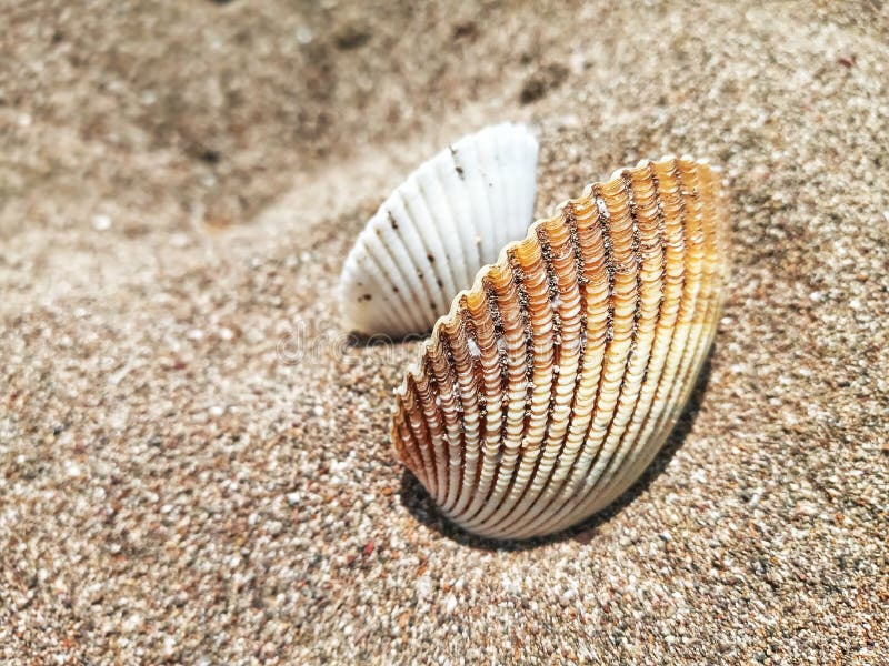 Seashell on the Surface of White Sand Beach during a Hot Summer Day ...