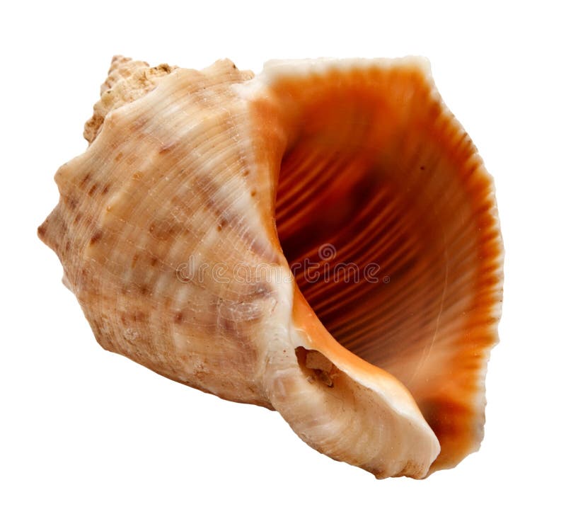 Seashell (clamshell) stock photo. Image of cockle, close - 23345568