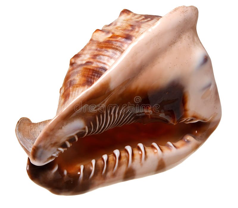 Clamshell isolated stock image. Image of souvenir, biology - 18427201