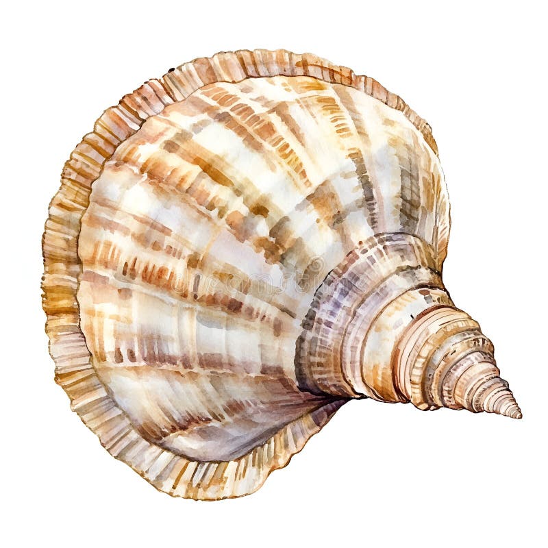 Seashell clipart isolated stock illustration. Illustration of spiral ...