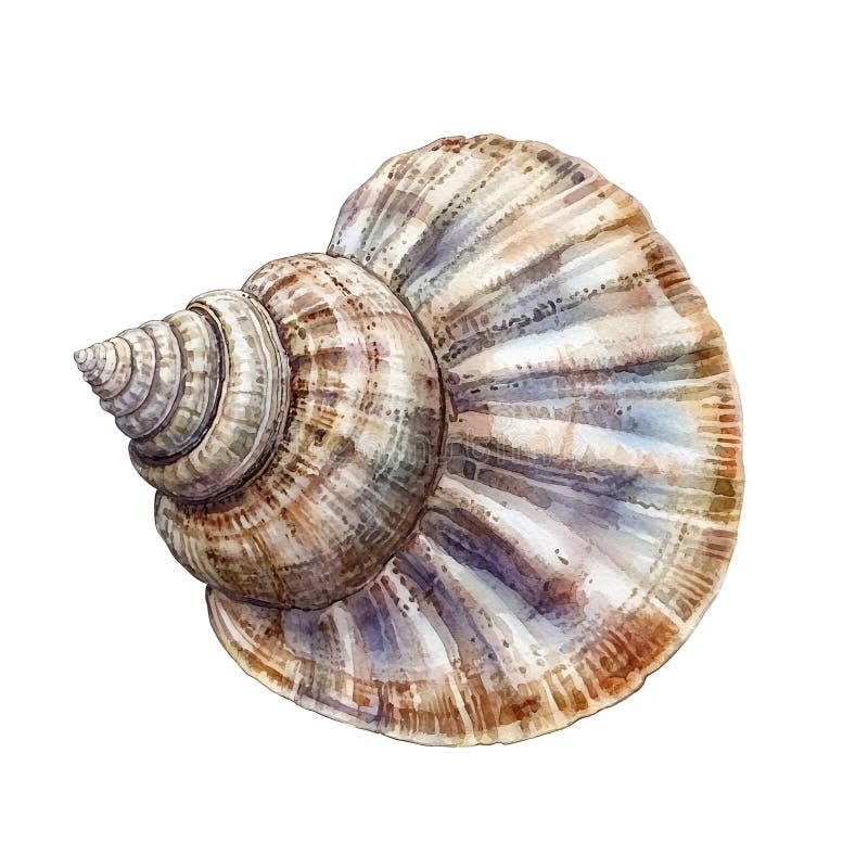 Seashell clipart isolated stock illustration. Illustration of shells ...