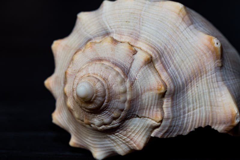 Twisted Marine Shell Isolated On White Background Stock Photo - Image ...
