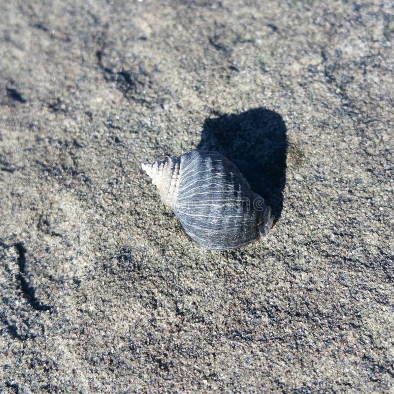 Seashell stock image. Image of beaches, sand, seashell - 50541567