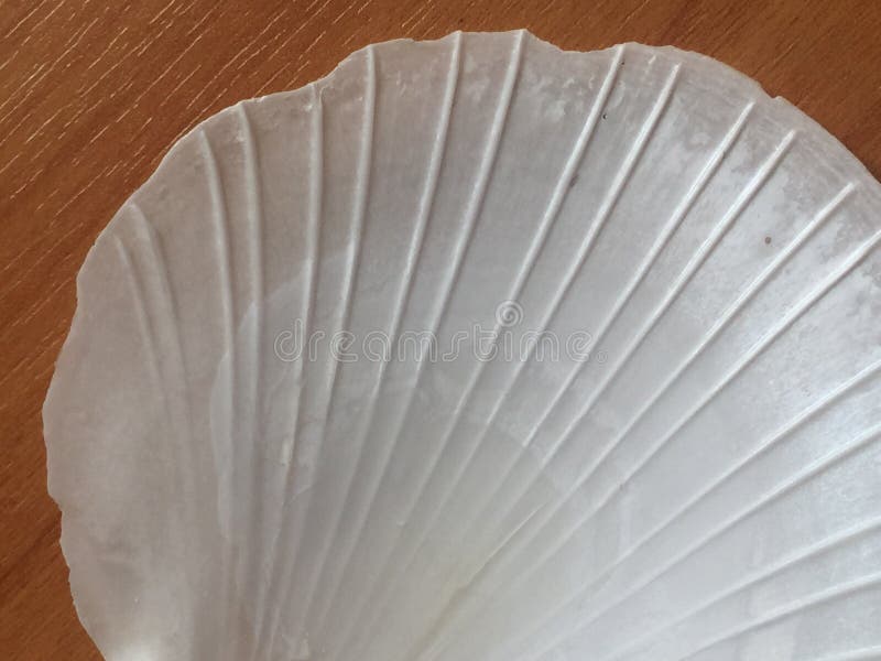 Seashell,close up seashell stock photo. Image of closeup - 103369840