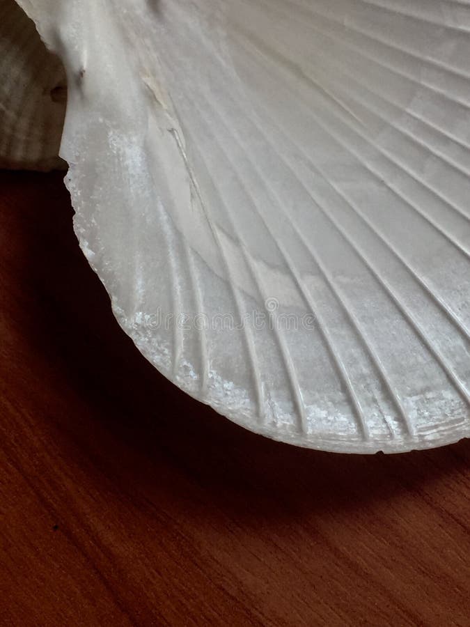 Seashell,close up seashell stock photo. Image of seashell - 103369848