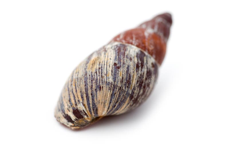 Seashell close up stock photo. Image of design, brown - 18326186