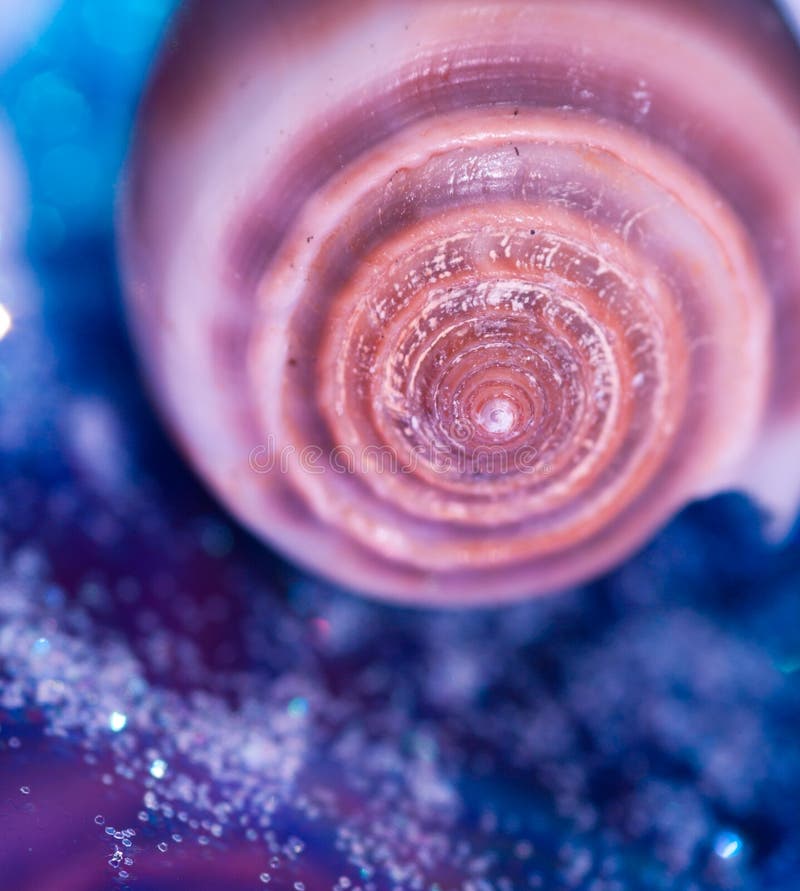 Colorful Pastel Pink Seashell Background Stock Image - Image of detail ...