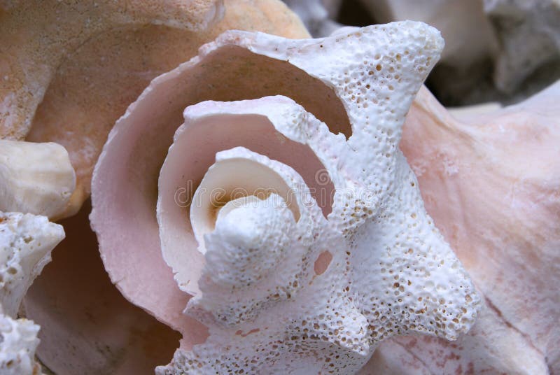Seashell close up stock photo. Image of shell, sand, close - 67535652