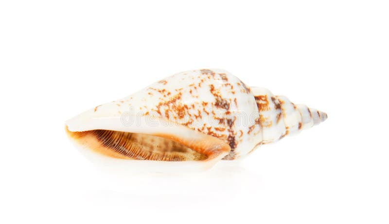 Orange seashell close up stock image. Image of white - 35380779