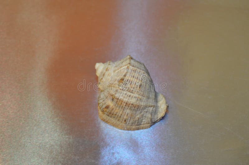Shell Close-up on Shiny Metallic Silver Gray Background Stock Image ...