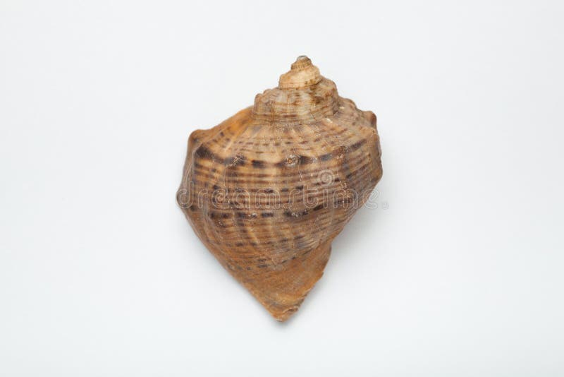 Seashell Close-up, Concept of Marine Recreation Stock Image - Image of ...