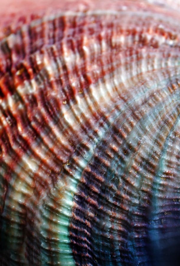 Gemstone Shell Nacre Texture Close Up Stock Image - Image of crystallum ...