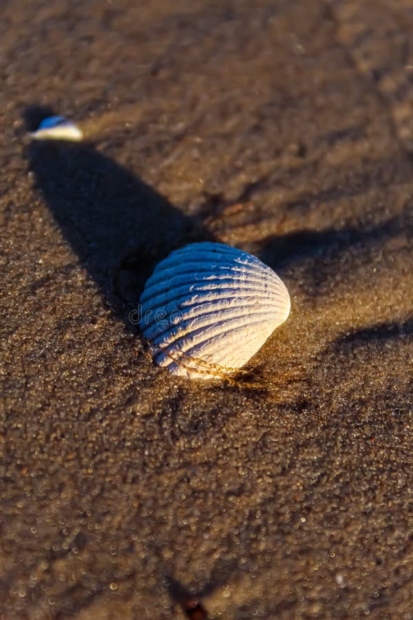 Seashell Close-up in the Sand Stock Photo - Image of close, geology ...