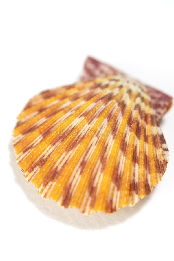 Close up of scallop shell. stock photo. Image of object - 43878898