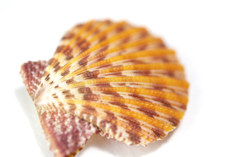 Seashell Close Up - Scallop Shell Stock Image - Image of scallop ...