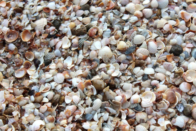 Seashell Close Up. Sea Beach in a Shallow Shell Stock Photo - Image of ...