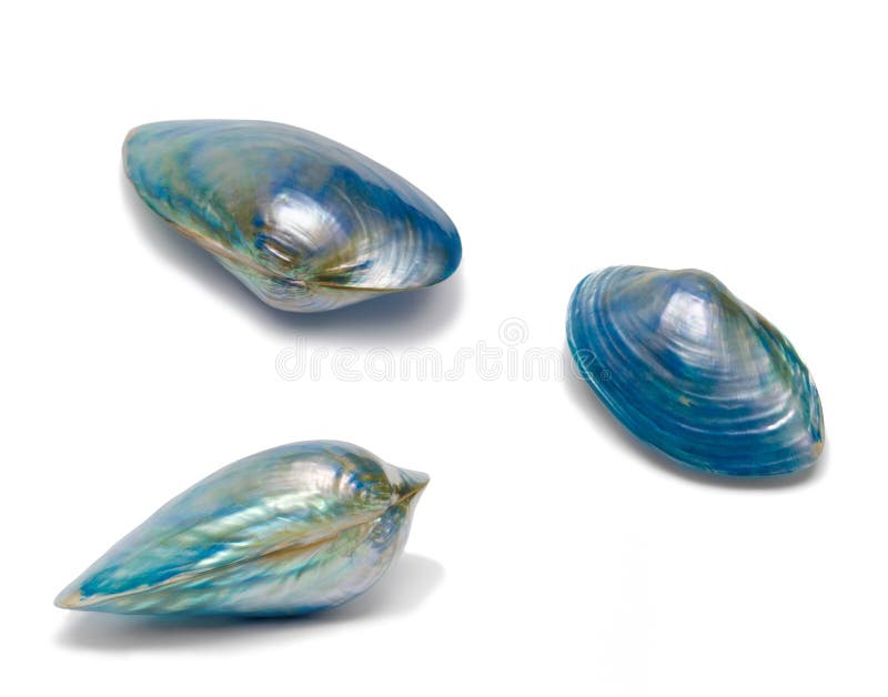 Seashell Different Angles Stock Photos - Free & Royalty-Free Stock ...