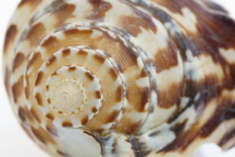 Seashell Close Up stock photo. Image of nature, border - 59041944