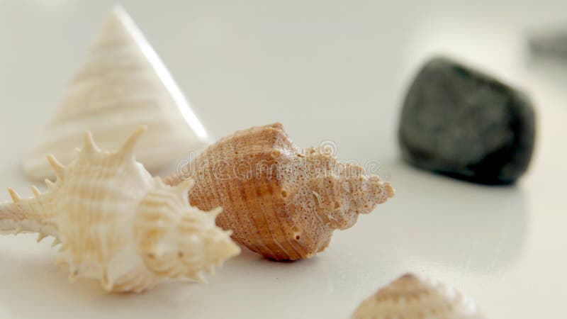 Seashell close up stock photo. Image of shells, macro - 40706036