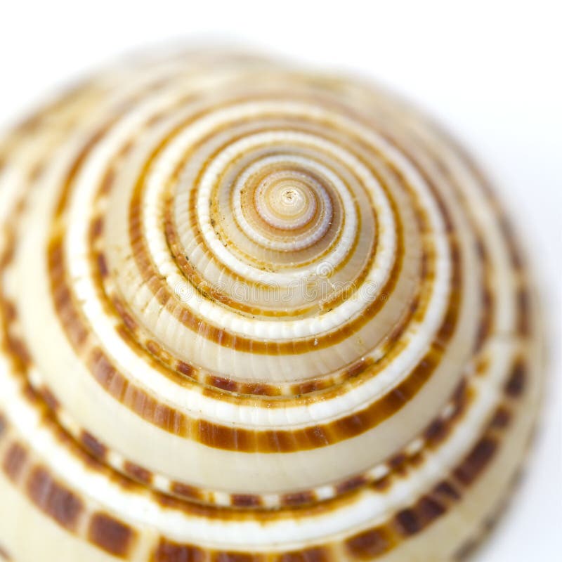 Seashell close up stock photo. Image of shore, shell - 34229888
