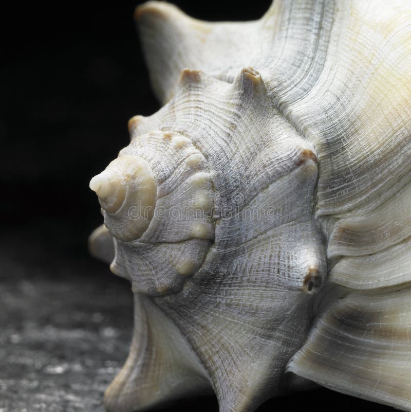Seashell closeup stock image. Image of calcareous, countryside - 33115371