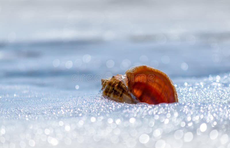 Seashell Closeup on the Resort Beach without People in Egypt Stock ...