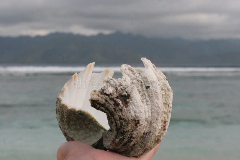 Seashell, Cockle, Macoma, Veneroida Picture. Image: 116331681