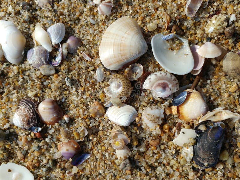 Seashell, Cockle, Macoma, Veneroida Picture. Image: 116331681