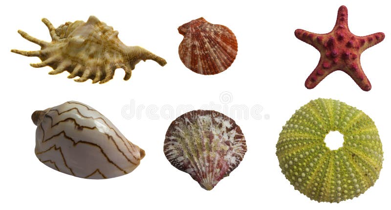Seashell collage pack stock photo. Image of sealife, collection - 69851190