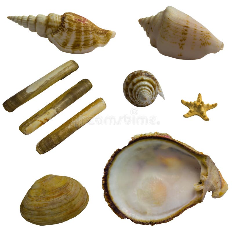 Big seashell. collage stock photo. Image of mollusk, white - 21008378