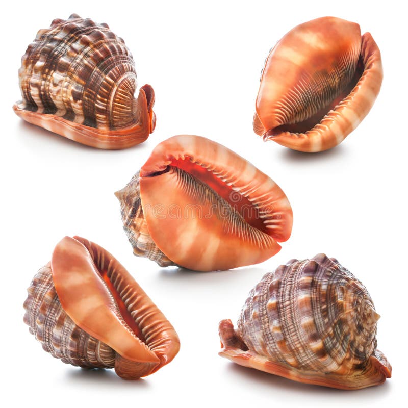 Seashell Collection, with the Shells Sorted and Labeled for Easy ...