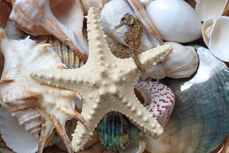 Seashell collection stock photo. Image of seahorse, tropical - 2724352