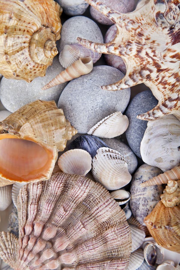Seashell collection stock photo. Image of shell, cockleshell - 27842790