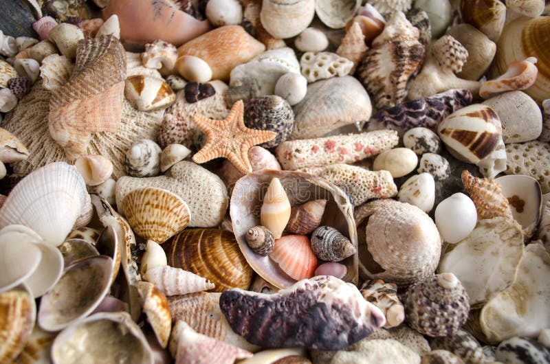 Seashell collection stock photo. Image of formation, pattern - 28968272