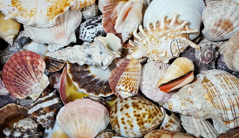 Seashell Collection on Beach Stock Photo - Image of unique, beach: 84069880