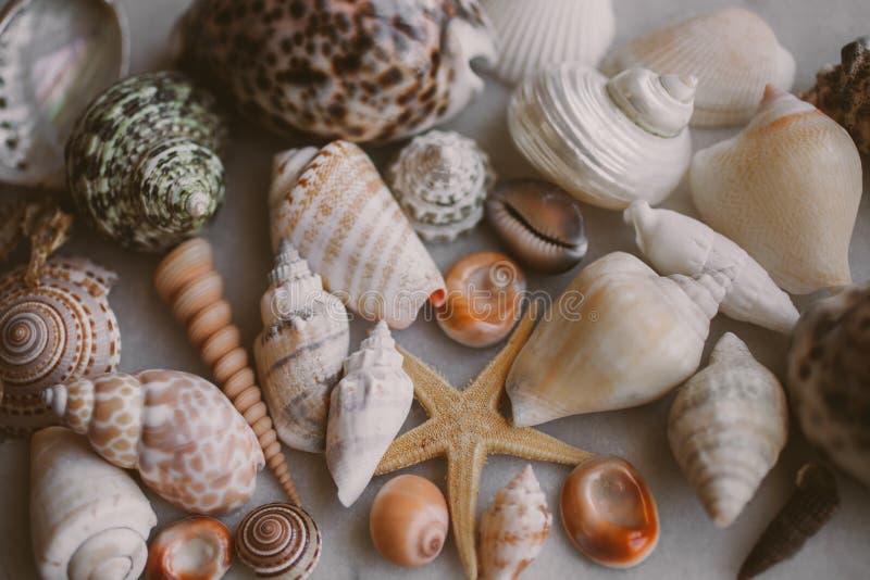 Seashell Collection. Close Up View of Many Seashells Piled Together As ...