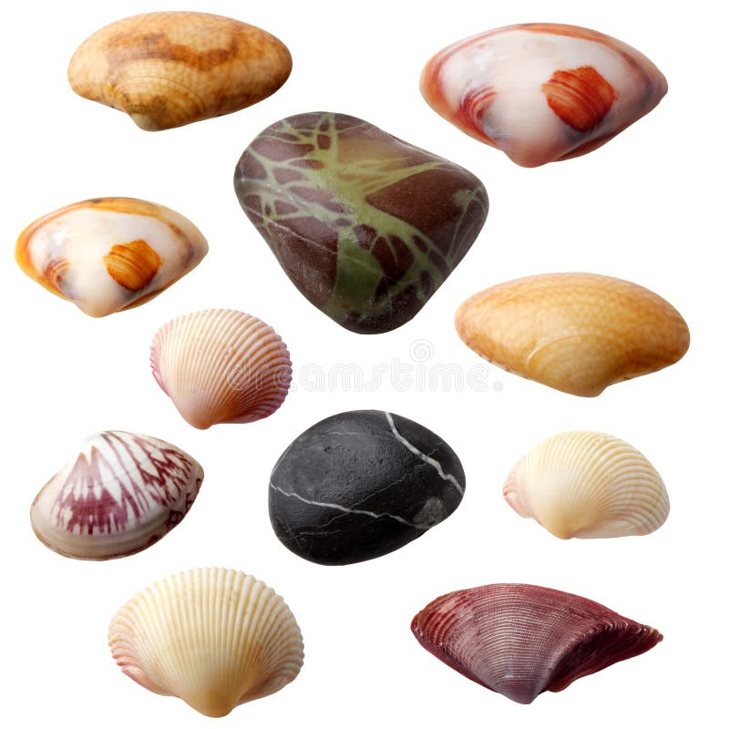 Seashell stock photo. Image of species, scallop, ocean - 118618