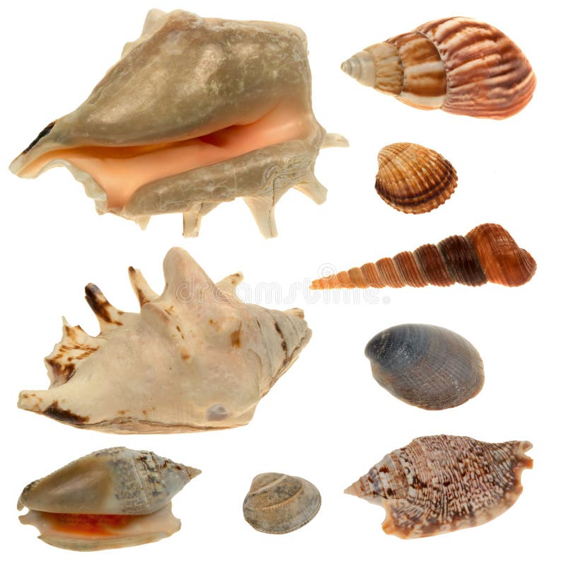 Seashell Collection, with the Shells Sorted and Labeled for Easy ...