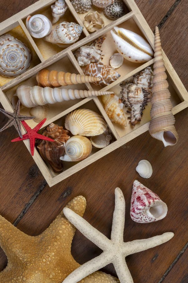 Seashell Collection - Objects Stock Image - Image of chitin, beach ...